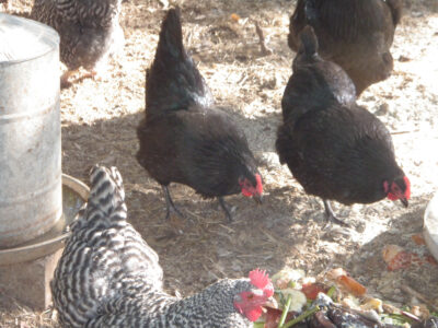 Line Breeding Chickens with Clans - Backyard Poultry